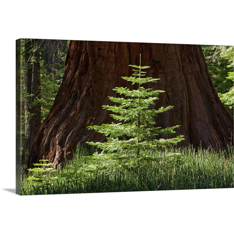 Redwood Trees Art