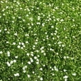 Irish Moss Seeds for Planting - Grow Stunning Ground Cover That Blooms ...