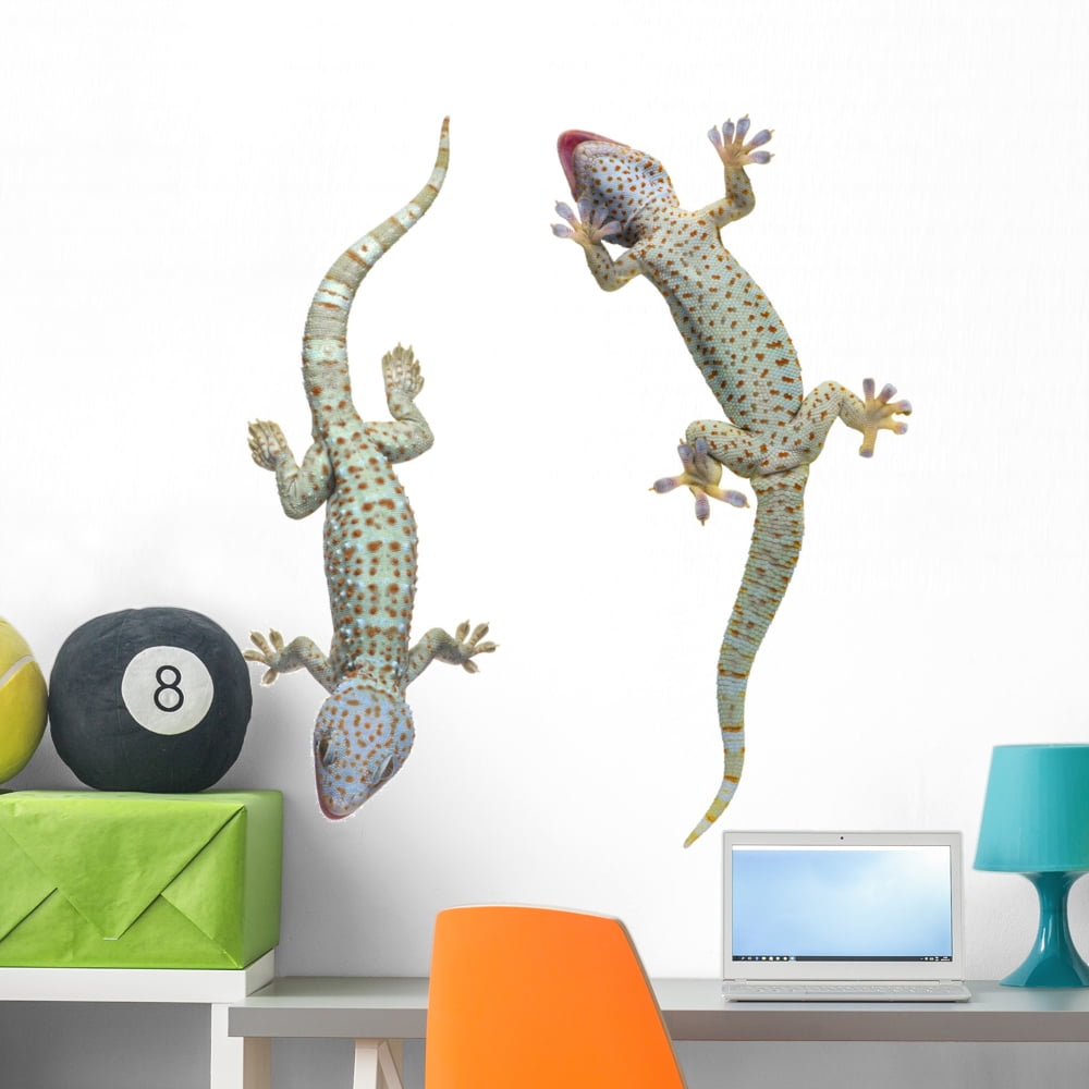 Tokay Gecko Gekko Gecko Wall Decal by Wallmonkeys Peel and Stick ...