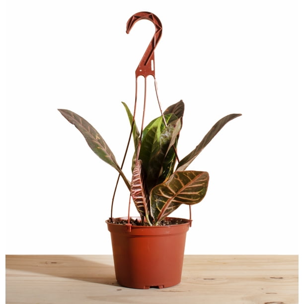 Croton Houseplant