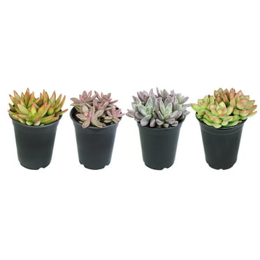 Element by Altman Plants Multicolor Succulent, Live Indoor House Plants ...
