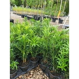 Upright Yew Podocarpus Macrophyllus - Live Plant - ( 1 QT ) - Walmart.com