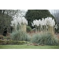 Pampas Grass Cortaderia Selloana 40 Live Plants Flowering Ornamental ...