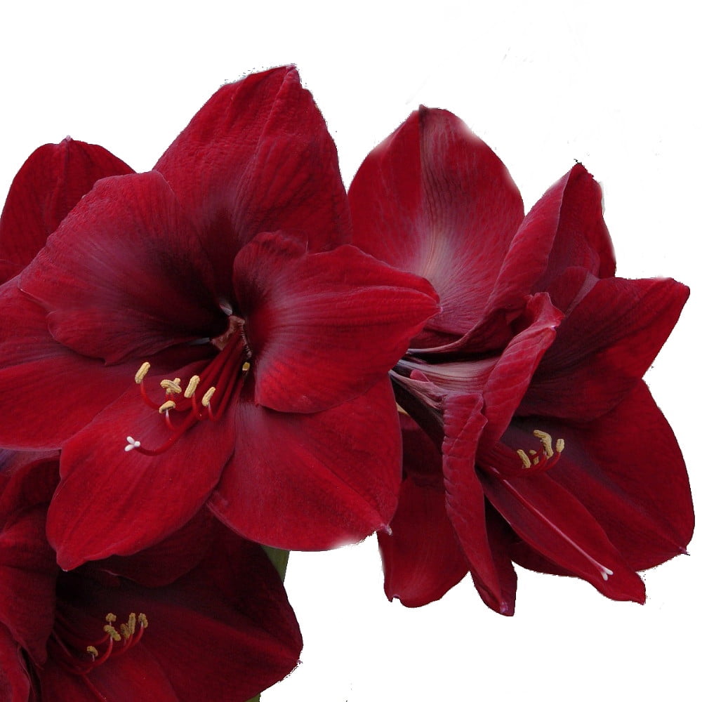 Carmen Giant Amaryllis - Large Bulb - Dark Maroon - Walmart.com ...