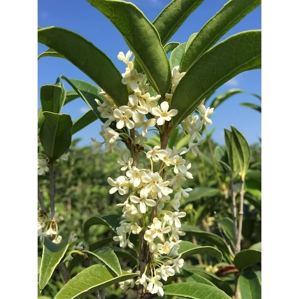 3 Gal. Tea Olive Tree - Fragrant Flowering Evergreen Bush - Walmart.com ...