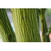 Paperbark Maple Tree Seeds for Planting - Stunning Peeling Cinnamon ...