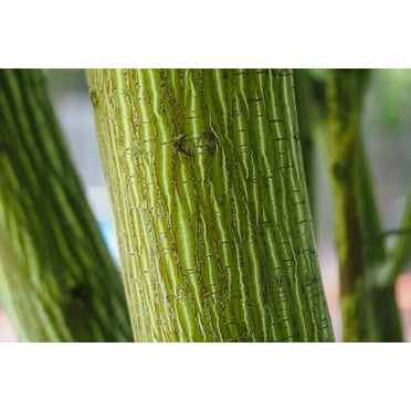 Paperbark Maple Tree Seeds for Planting - Stunning Peeling Cinnamon ...