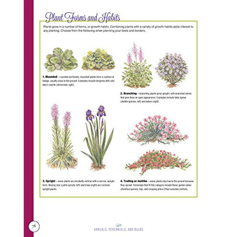 Bulb Bloom Time Chart | visitchile.cl