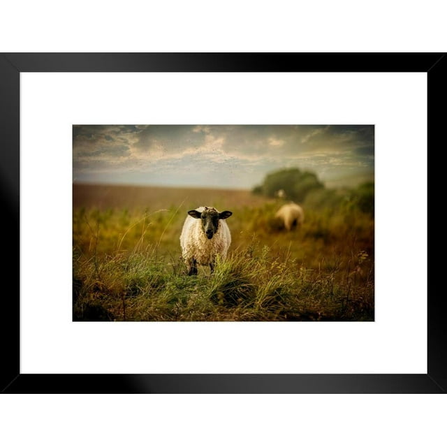 Sally Sheep by Chris Lord Photo Photograph Sheep Posters Farm Animals ...