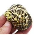 6 Hermit Crab Shells Large Turbo Changing Seashells Large 2"-3" Size ...