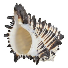 Shell Vase Filler | Imperfect Seashells Mixed Beach Seashells B Quality ...