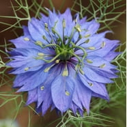 Osteospermum Akila African Daisy - Drought Tolerant, Outdoor Perennial ...