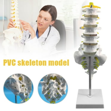 Anatomical model: flexible spine W/ o stand - Walmart.com
