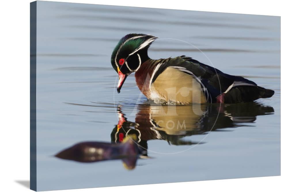Wood Duck Drake, Animals Stretched Canvas Wall Art by Ken Archer Sold ...
