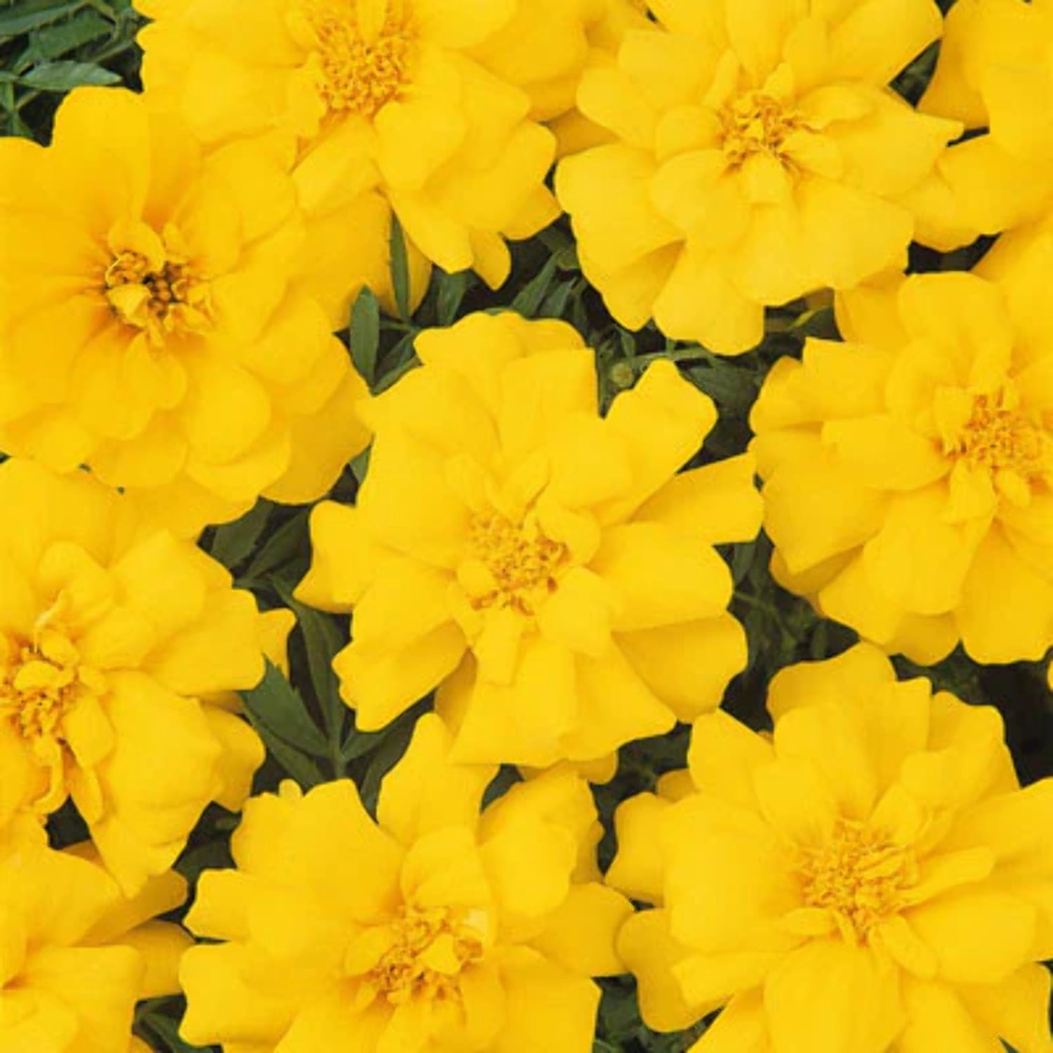 Durango Marigold Yellow Seeds: Flower Sun Planting Suitable for Outdoor ...
