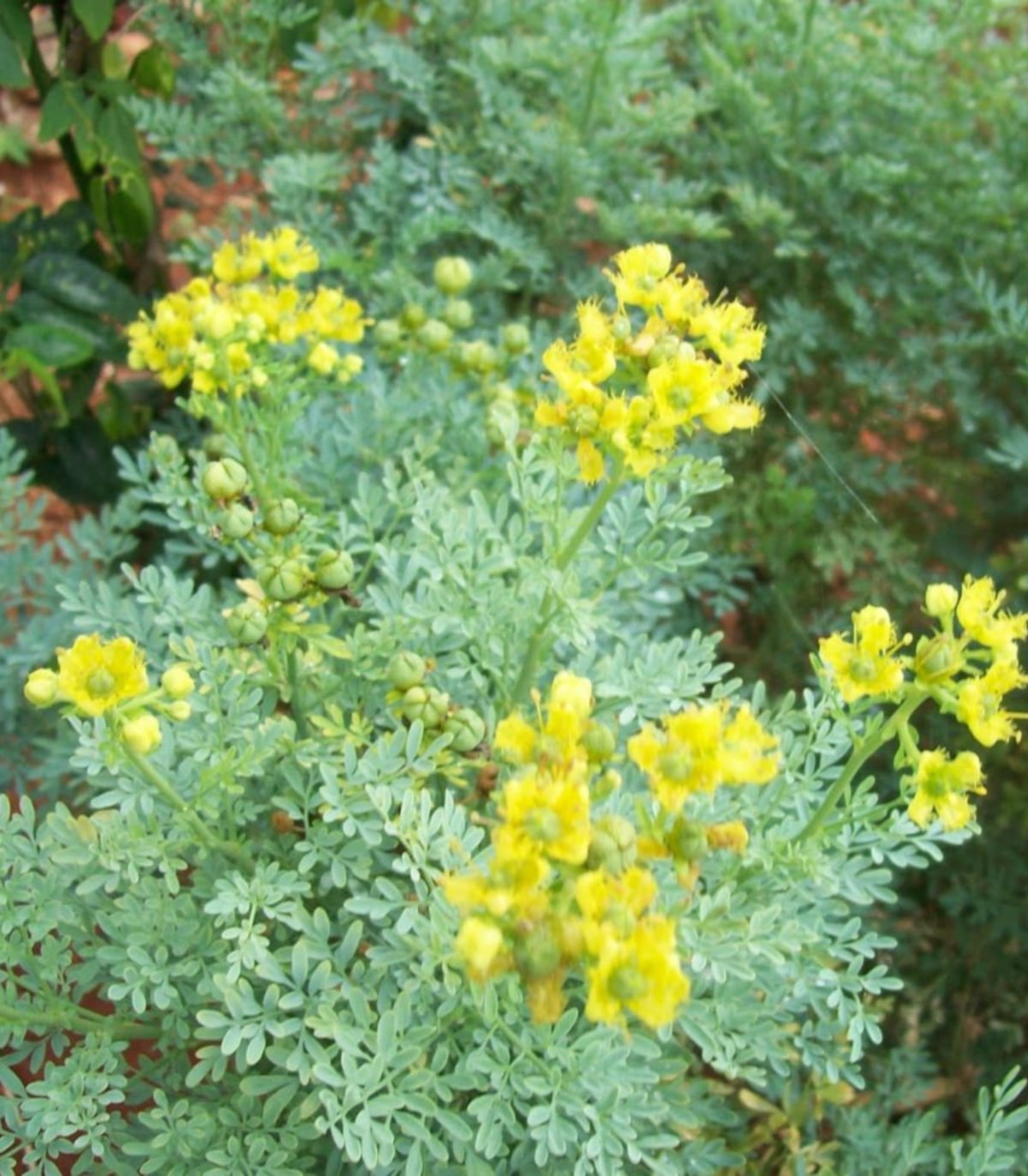 Earthcare Seeds - Rue Herb of Grace 150 Seeds (Ruta Graveolens ...