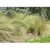 Sand Cord Grass I 1 Large Gallon Size Plant I Spartina Bakeri I Live ...