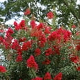3 gal. Crape Myrtle Miss Frances Shrub with Pink Flowers - Walmart.com