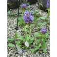 Earthcare Seeds - Prunella Vulgaris Var. Lanceolata 700 Seeds, Heirloom ...