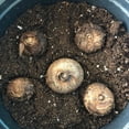 Elephant Ears-Plants For Planting-Ornamental-Perennial-Premium Garden ...