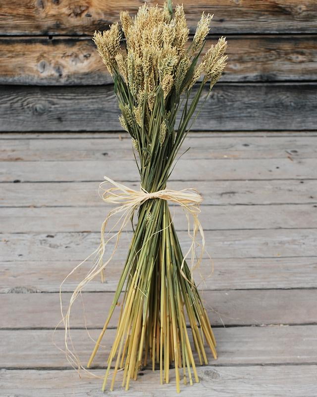 Natural Barley Dried Barley Bunch 8 oz, 40-60 stems Light Green -- Long ...