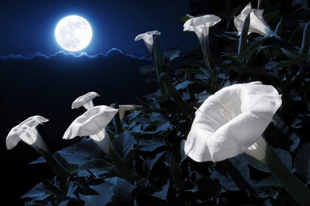 Tropical White Knight Vine - Blooms at Night, Reflects Moonlight ...