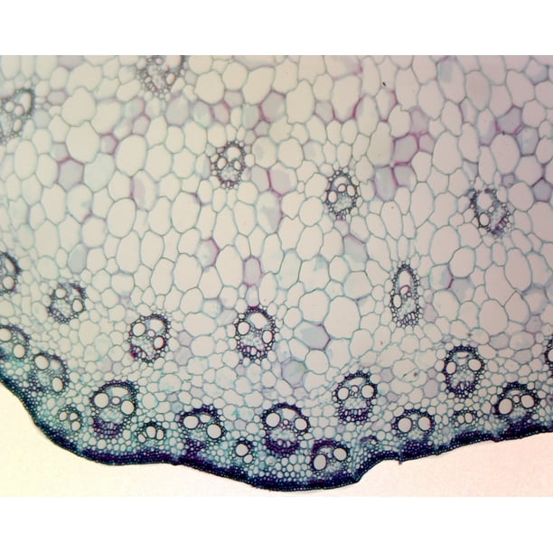 GSC International PS0052 Angiosperm Stem; Monocot; Showing General ...