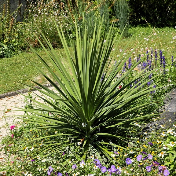 25 BLUE DRACAENA ( Spikes / Broad Leaved Cabbage Tree / Mountain ...