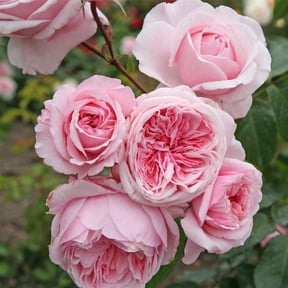 Heirloom Roses Pink Climbing Rose Bush Live Plant, Highwire Flyer™, 6 ...
