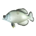 Lifelike 15" Freshwater Crappie Fish Resin Plaque Sunfish Wall Mount ...