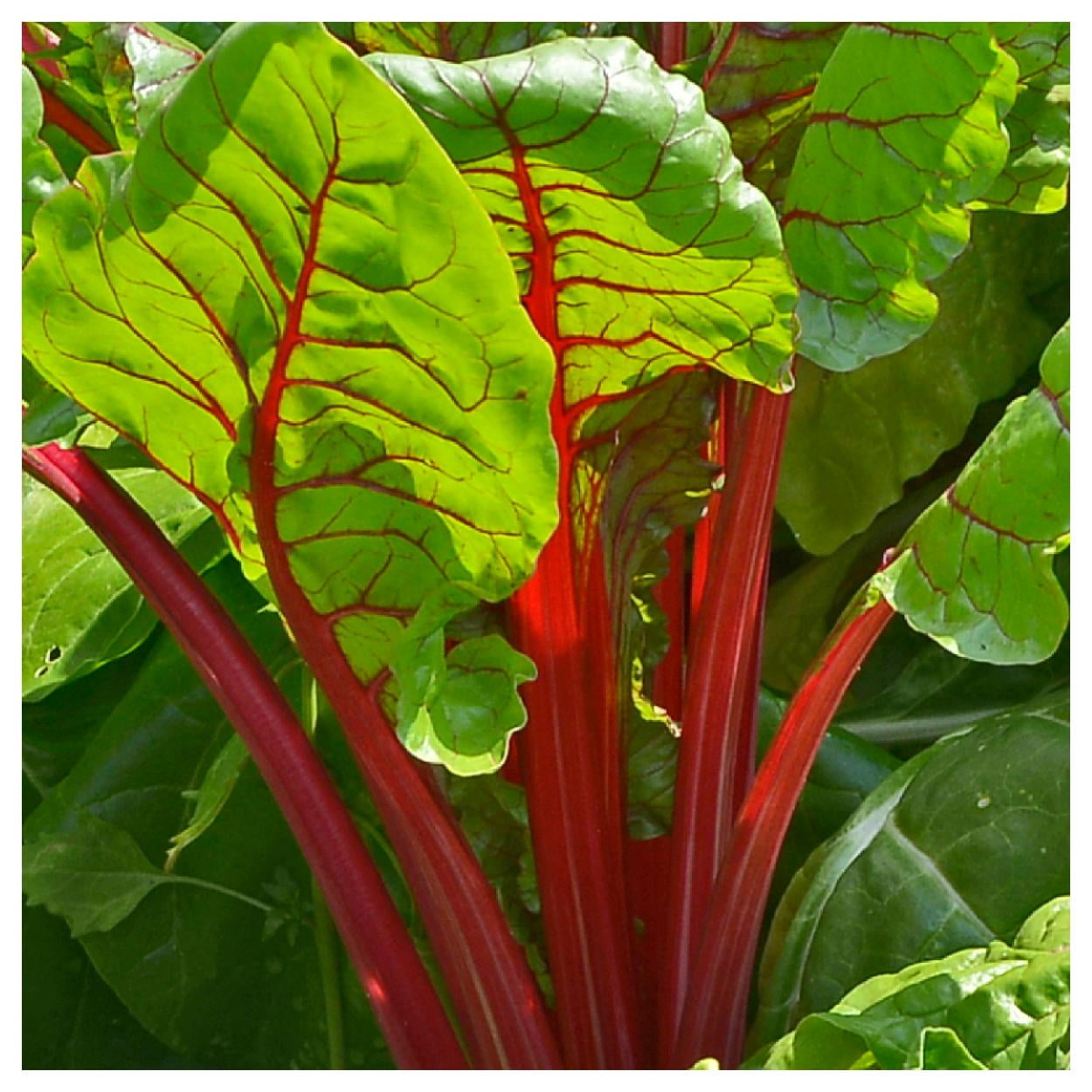 Everwilde Farms - 1 oz Ruby Red Swiss Chard Seeds - Gold Vault Bulk ...