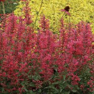 Vulcan Red Cardinal Perennial Live Plant - Outdoor Lobelia - Hardy ...