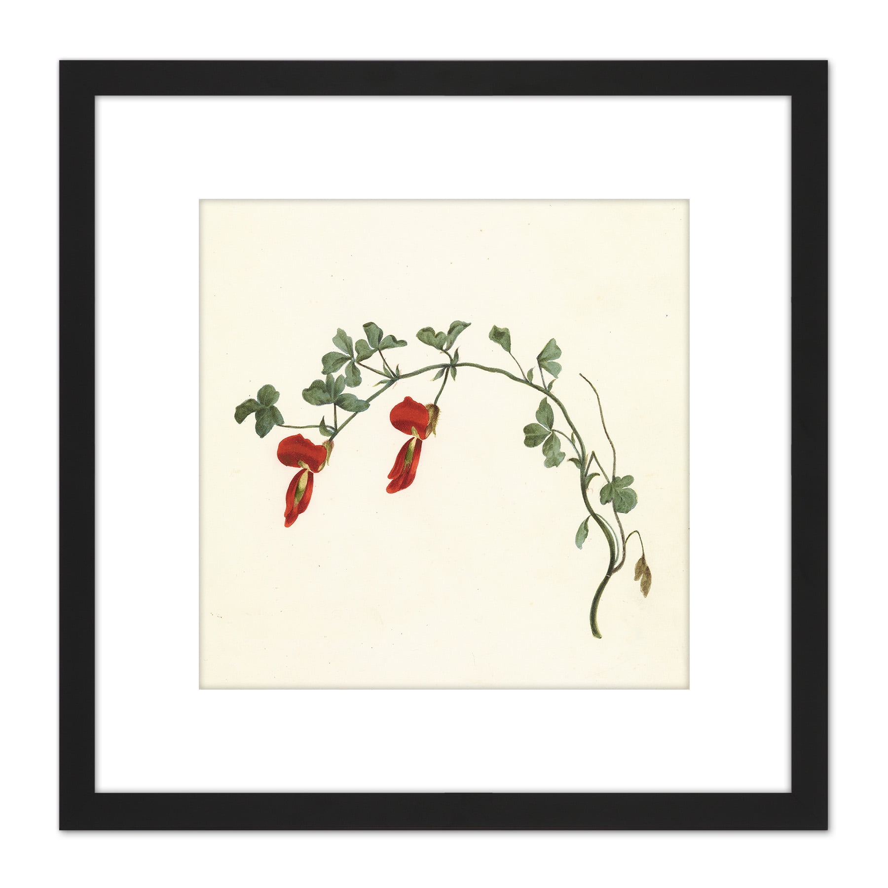 Gould Running Postman Flower Botanical Illustration 8X8 Inch Square ...