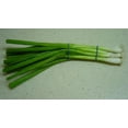300 *Seeds Evergreen NEBUKA BUNCHING ONION Japanese Allium Fistulosum ...