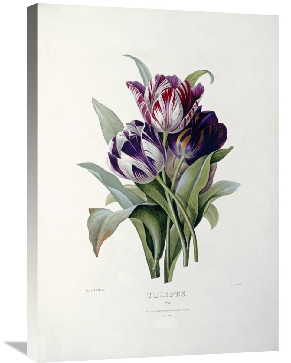 Global Gallery Pierre Joseph Redoute,'Tulips' Stretched Canvas Artwork ...