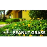 EcoTurf Perennial Peanut Grass 3 Large Gallon Size Plants Arachis ...