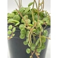 String of Turtles, Peperomia prostrata, Vining Plant, Live in a 4 inch Pot by BubbleBlooms ...