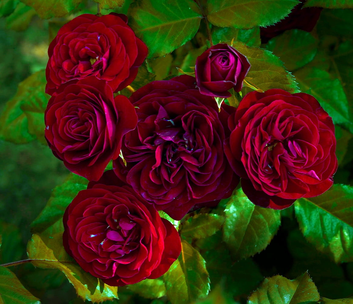 Lava Flow® Floribunda Rose Bush - Bareroot - Near Black/Red - Walmart.com