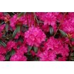 Green Promise Farms™ Live Hardy Landmark Rhododendron with Striking Red ...