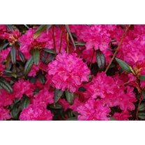 Green Promise Farms™ Live Hardy Landmark Rhododendron with Striking Red ...