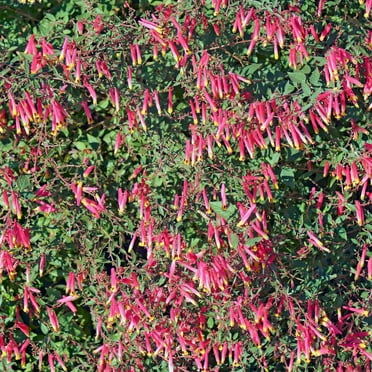 10 Red CIGAR PLANT Mexican Firecracker Cuphea Ignea Hummingbird Flower ...