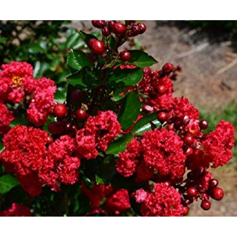 Ruffled Red Magic Crape Myrtle - Live Plant - ( FG ) - Walmart.com ...
