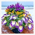 Blue Hostas for Planting (Non-Artificial), Rare & Beautiful, Beginner ...