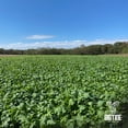 Big Tine Main Event Food Plot Seed, Deer Hunting Attractant with Forage ...