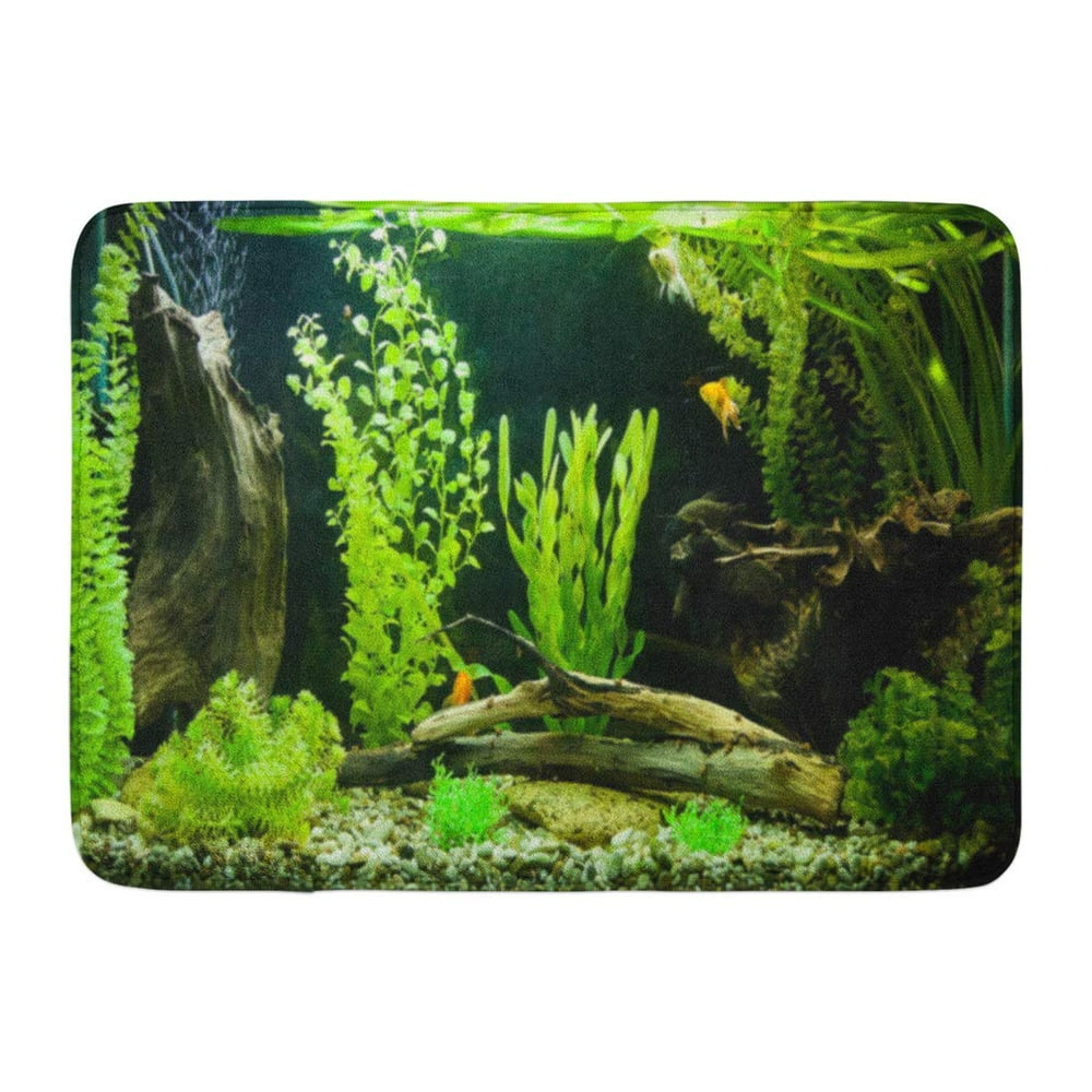 GODPOK Water Red Plant Green Beautiful Planted Tropical Freshwater ...