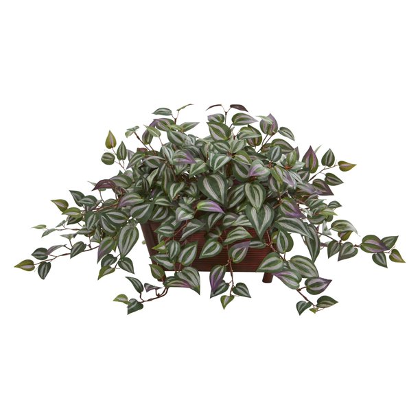Wandering Jew Hanging Plant