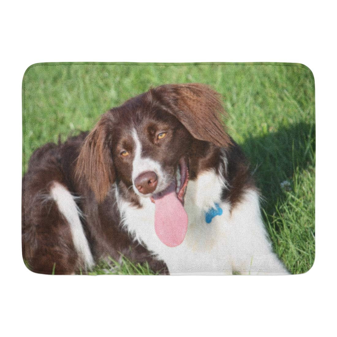 Brown Springer Spaniel Border Collie Mix