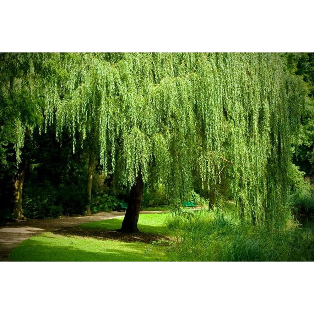 1 Weeping Willow Tree Cutting - Guaranteed to Grow -Excellent Memorial ...