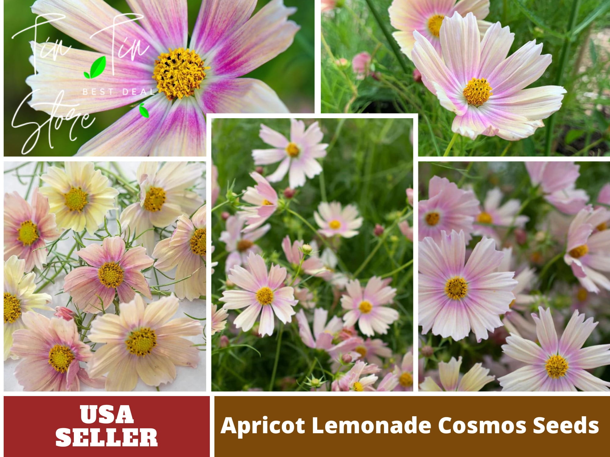 50+ Seeds| Cosmos Seeds - Apricot Lemonade Flower Seeds For Planting ...