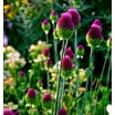 Blue Moon Crocus Mix - 10 Bulbs, Perennial Purple/Blue Blooms, Ships ...